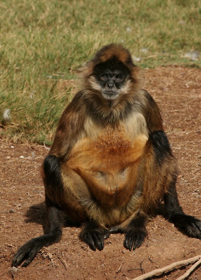 Old Monkey Man stock photo. Image of primate, face, monkey - 317008