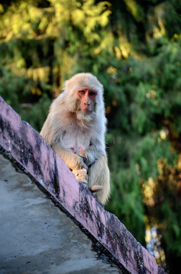 Old monkey stock photo. Image of monkey, vild, femail - 127093398