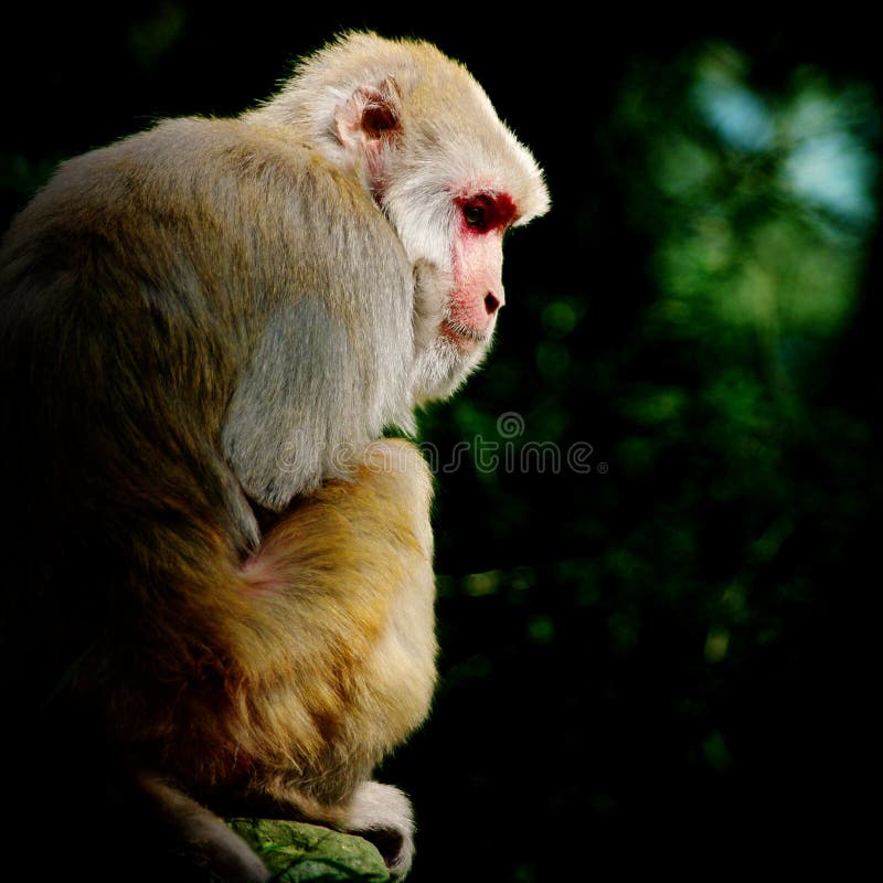 Old monkey stock photo. Image of wisdom, wild, hair, tropical - 45395936