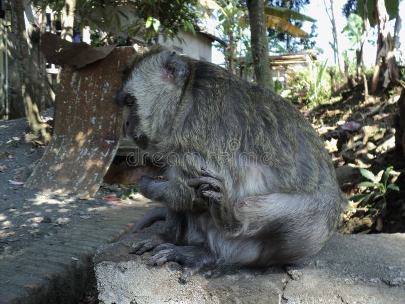 The Old Monkey is Sitting Relaxed Under a Tree Stock Photo - Image of ...