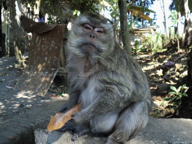 The Old Monkey is Sitting Relaxed Under a Tree Stock Image - Image of ...