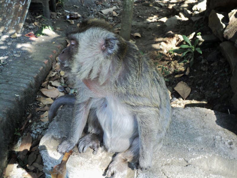 The Old Monkey is Sitting Relaxed Under a Tree Stock Image - Image of ...