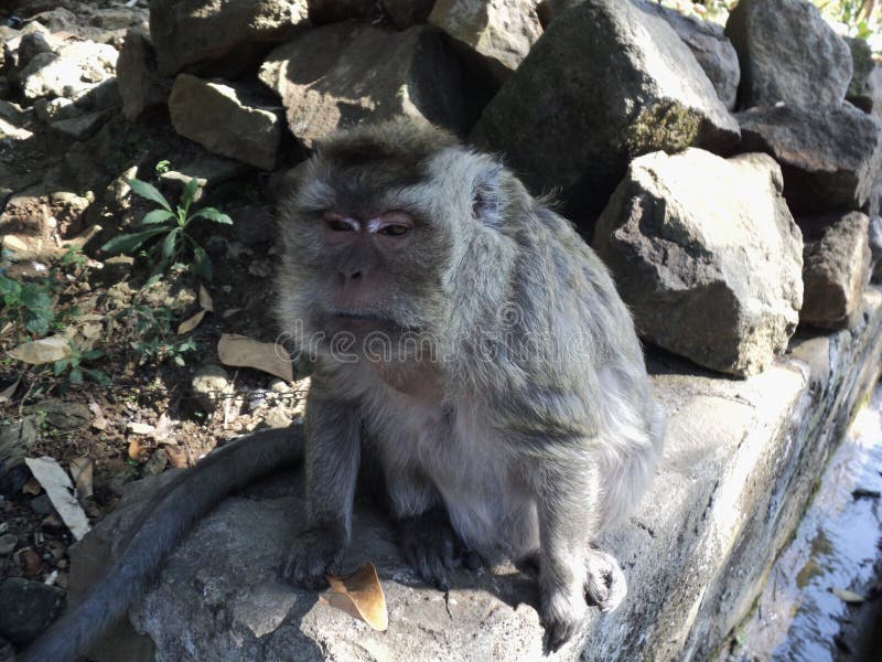 The Old Monkey is Sitting Relaxed Under a Tree Stock Image - Image of ...
