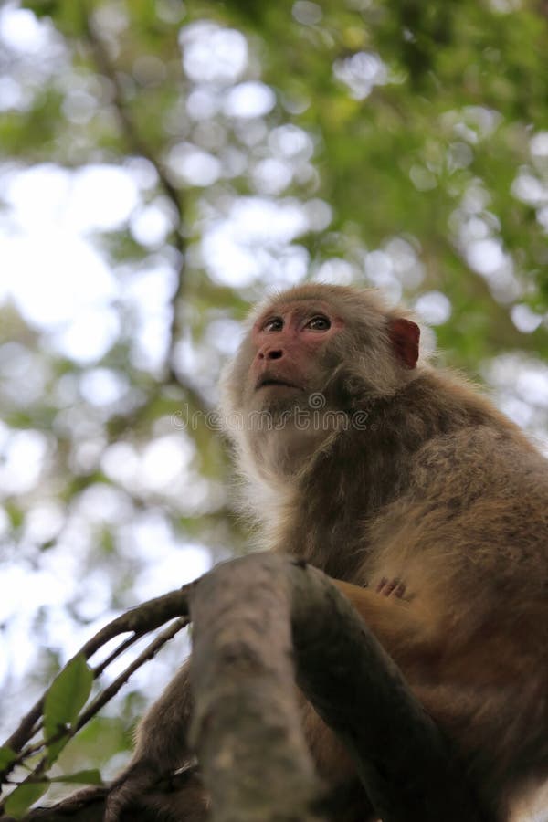Old monkey on the tree stock image. Image of macaca, brown - 69962439