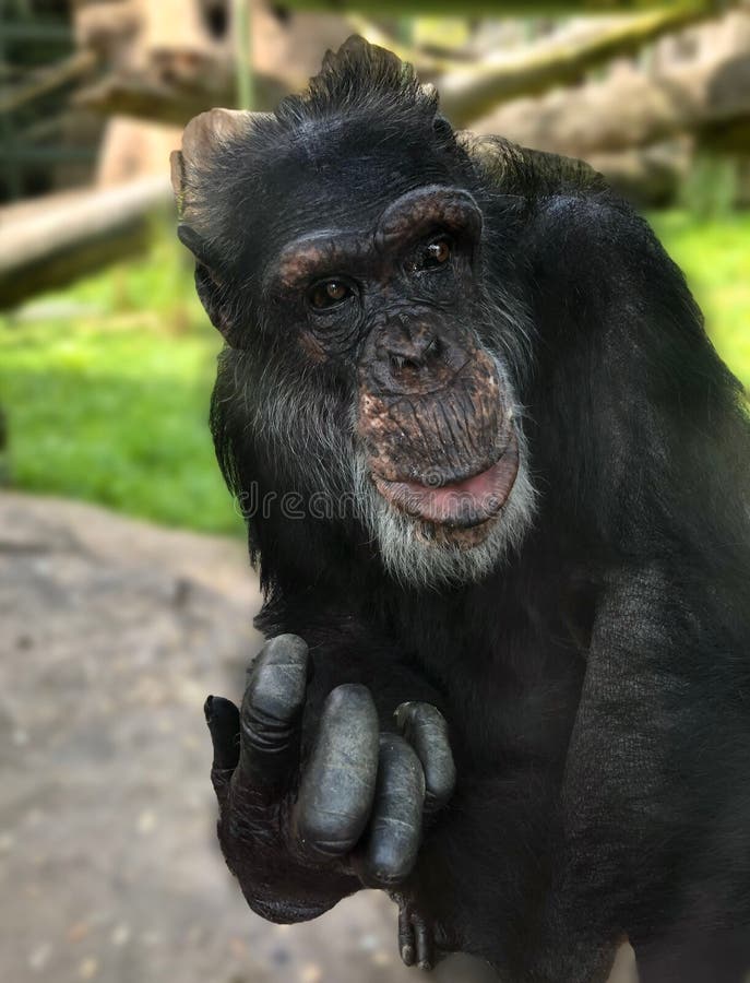 Old monkey in the zoo stock image. Image of mammal, primate - 259162619