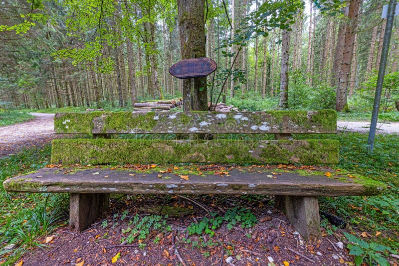 An Old, Moss-covered Bench in a Quiet Forest, Surrounded by Greenery ...