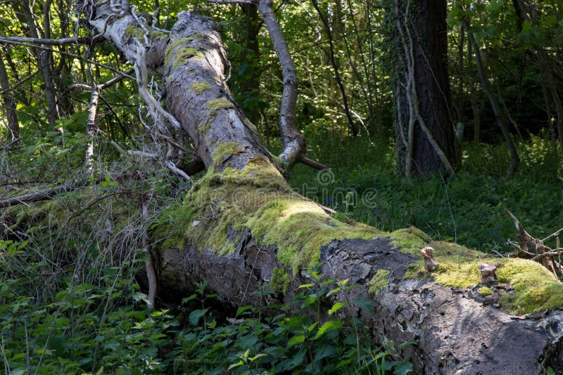 Old Moss Covered Fallen Tree Trunk Stock Photo - Image of wood, trunk ...