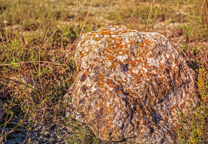 Red Lichen on the Stone. Lichen on a Stone in Close-up. Multicolor ...