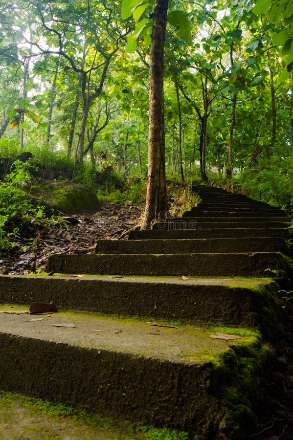 Old Stairs in the Middle of Forest Stock Image - Image of stairs, staircase: 114222403