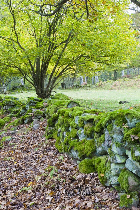 Old mossy stone wall stock photo. Image of rural, side - 19855530
