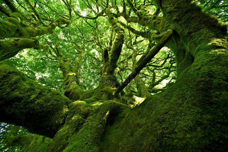 Old Mossy Tree stock photo. Image of genus, garden, amazing - 27876106