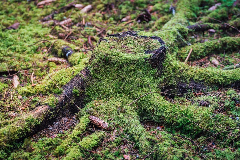 Life Cycle Octopus Kids Stock Photos - Free & Royalty-Free Stock Photos ...