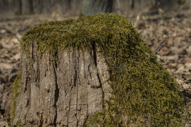 Old mossy tree stump stock photo. Image of forest, mossy - 51743864
