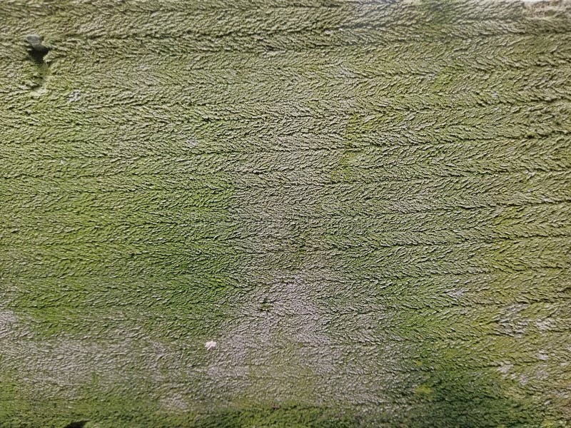 Old Mossy White Wall Texture or Background Stock Image - Image of white ...