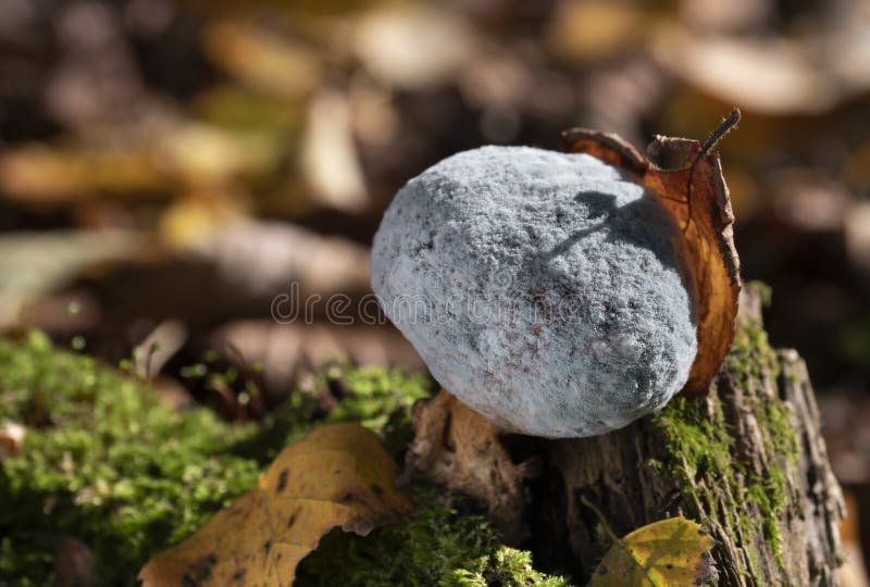Old Mushroom Covered with Mold, Growing in the Forest on a Mossy Tree ...
