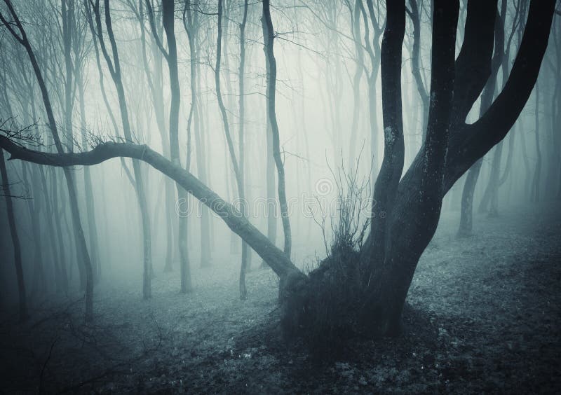 Old Mysterious Tree in a Dark Forest Stock Image - Image of night, calm ...