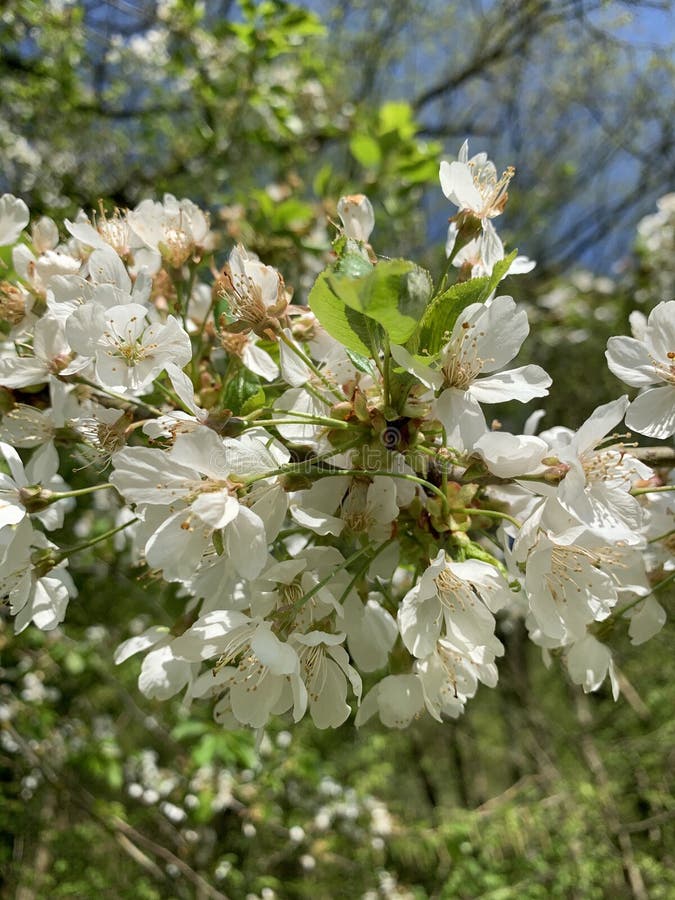 Mystic tree stock photo. Image of dark, light, frozen, blur - 112062