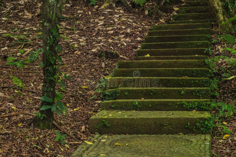 Old Mystical Road in the Forest. Steps Sprouted with Moss in the Forest ...