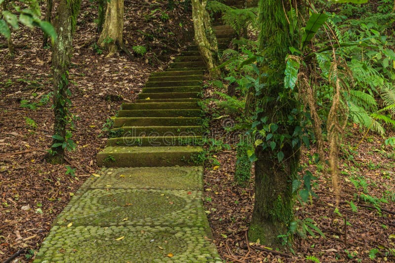 Old Mystical Road in the Forest. Steps Sprouted with Moss in the Forest ...