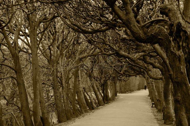 Scary Trees Creepy Spooky Park Alley Stock Image - Image of autumn ...