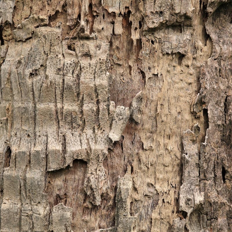 Old natural bark texture stock image. Image of barn, lumber - 26009313