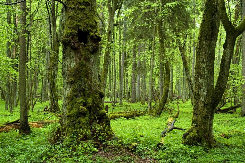 Old natural forest stock image. Image of protected, linden - 1597571