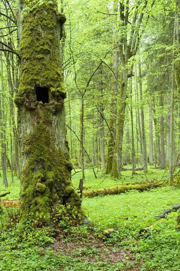 Old natural forest stock image. Image of protected, linden - 1597571