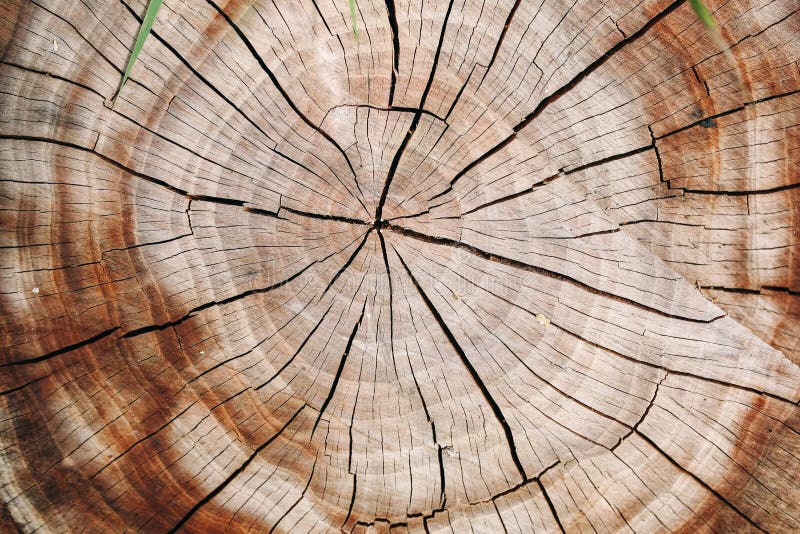 Old Natural Pattern of a Tree Stump. Beautiful Wooden Texture ...