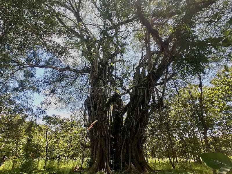 The Old Natural Tree in the Middle of Village Called Resan Stock Image ...