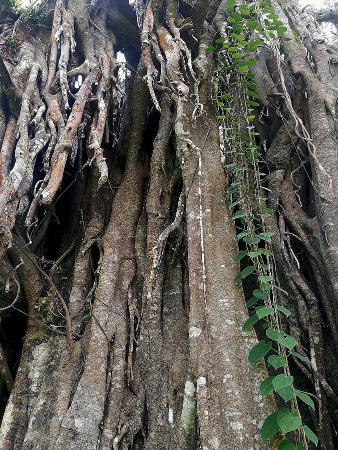 The Old Natural Tree in the Middle of Village Called Resan Stock Photo ...