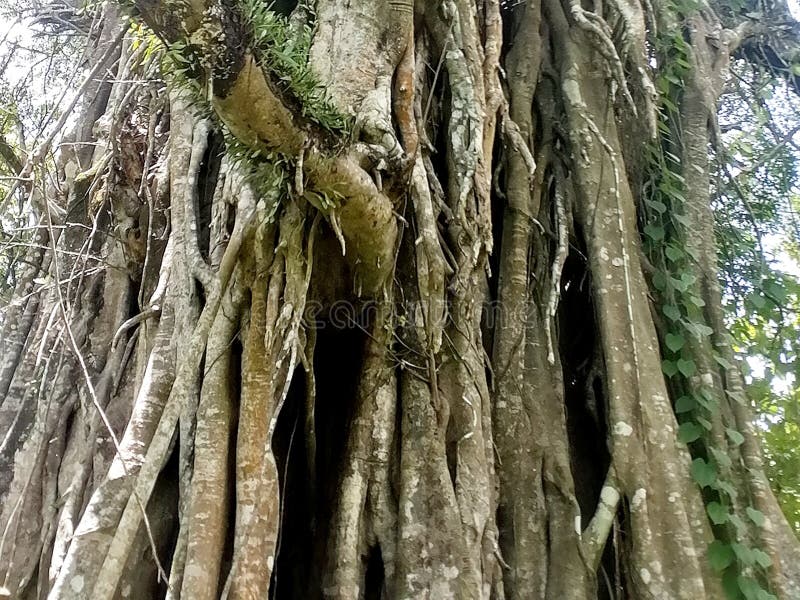 The Old Natural Tree in the Middle of Village Called Resan Stock Image ...