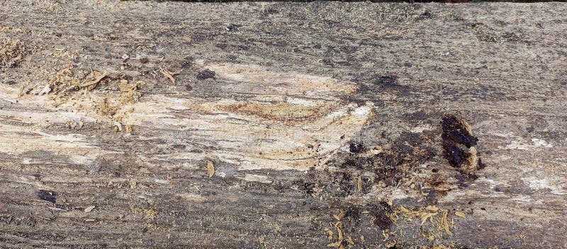Old Natural Wood Texture Background 3 Stock Photo - Image of wood, rock ... Old Natural Wood Texture Background 3 Stock Photo - Image of wood, rock ...