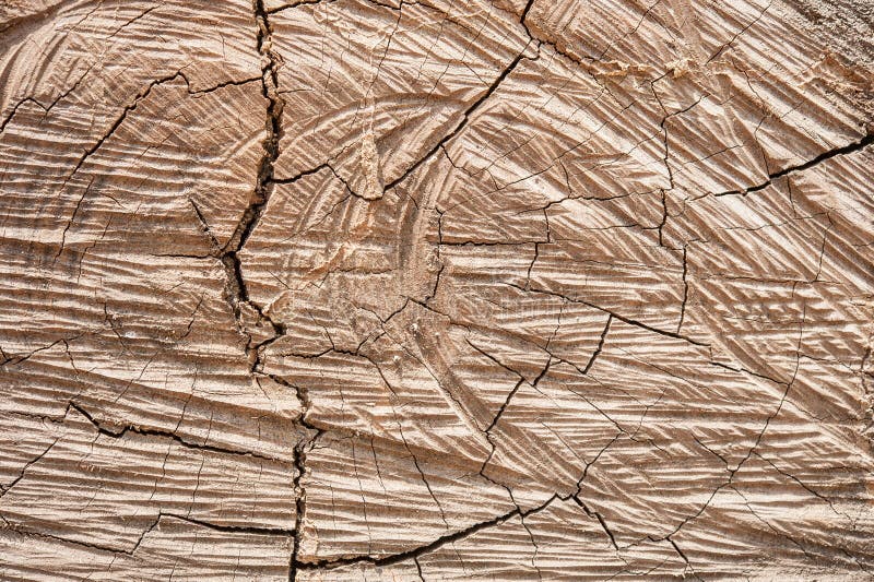 Old Natural Wood Texture Of Cut Tree Trunk Stock Image - Image of ... Old Natural Wood Texture Of Cut Tree Trunk Stock Image - Image of ...
