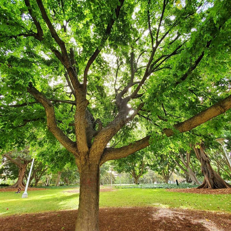 Old Nature Tree on the Park Malaysia Stock Photo - Image of malaysia ...