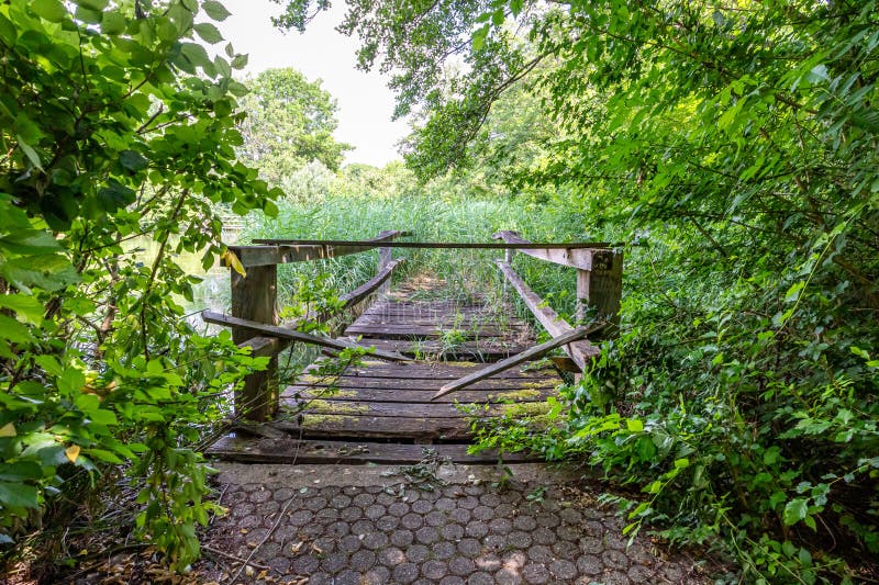 Old, Neglected and Broken Wooden Pedestrian Bridge Covered in Wild ... Old, Neglected and Broken Wooden Pedestrian Bridge Covered in Wild ...