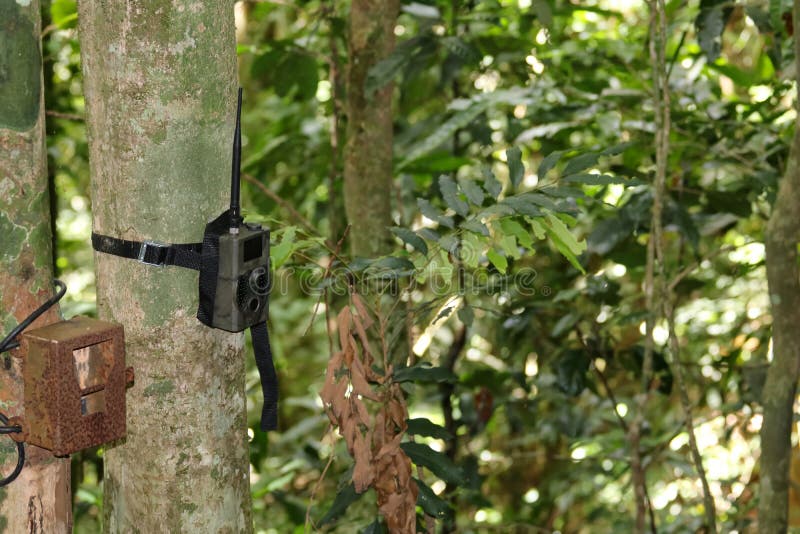 Old and New Camera Trap for Capturing Wild Animals. Stock Photo - Image ...