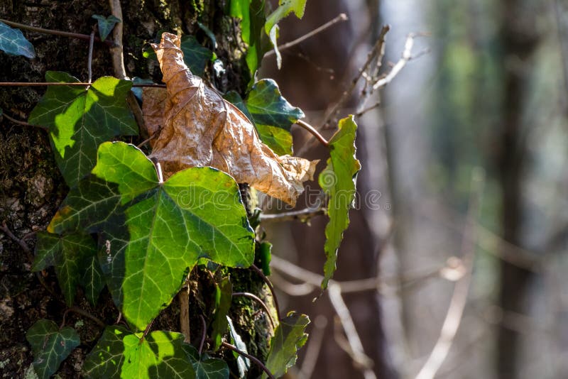 Old and new leaf stock image. Image of virtue, nature - 47786125