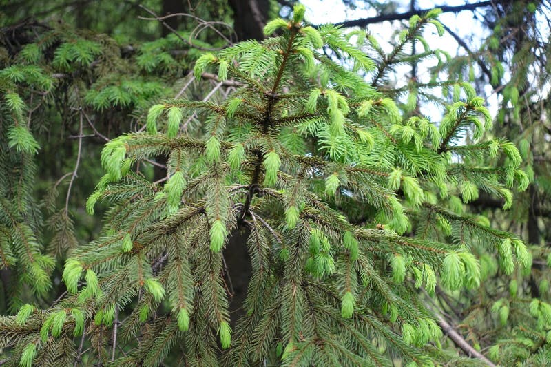 Old and New Shoots of Picea Abies Stock Photo - Image of prickle, plant ...