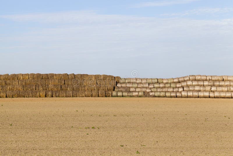 Stacks of straw stock image. Image of food, nature, foliage - 223503295