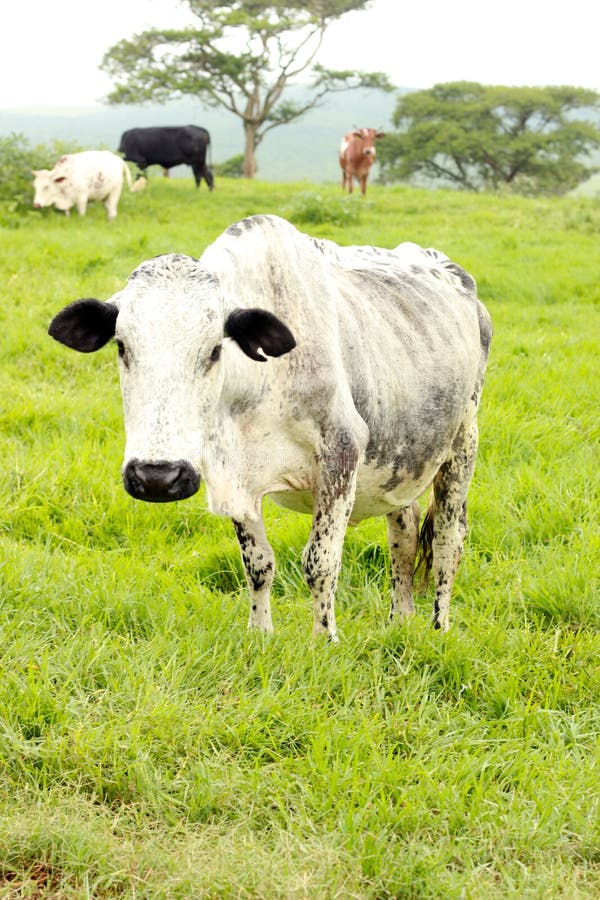 Old Nguni Cow and her Herd stock photo. Image of head - 28507514