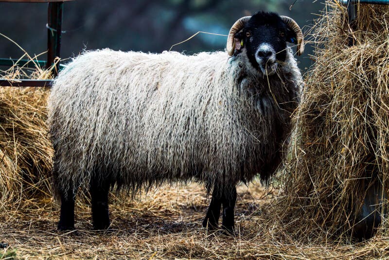 Old Norwegian Sheep Breed Looking Camera Side with Grass during Winter ...
