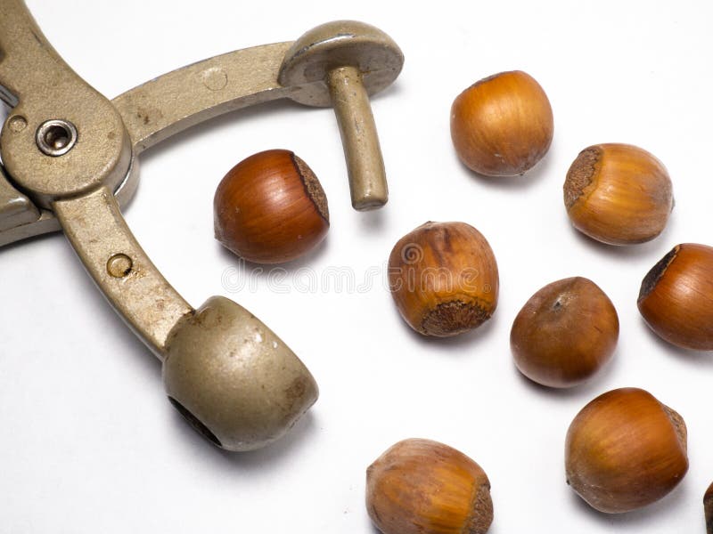 482 Hazel Nut Cracker Shell Stock Photos - Free & Royalty-Free Stock ...