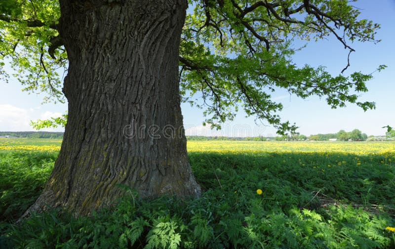 Oak tree in summer stock image. Image of green, weather - 295891