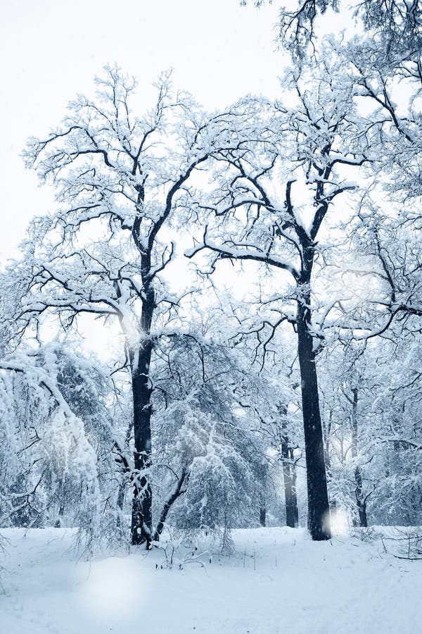 Old oak stock photo. Image of cool, cold, hoar, park - 28258148