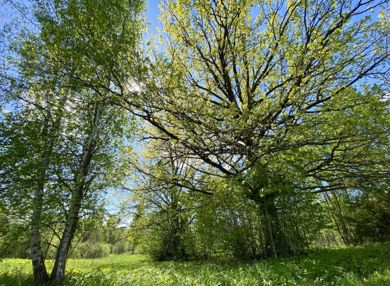 Old Oak. Beginning of Summer. Stock Image - Image of latvian, summer ...