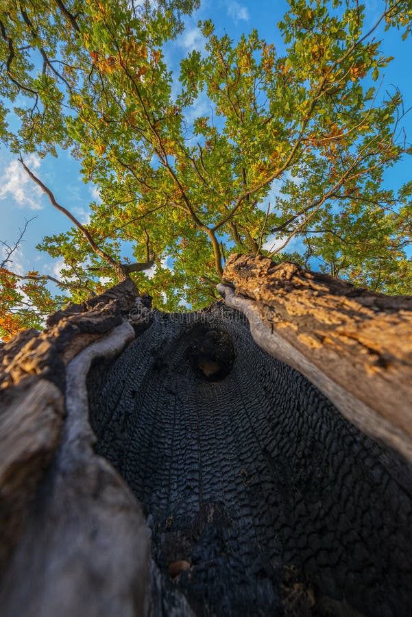 Old Oak Burned by Lightning in a Storm Stock Image - Image of color ...