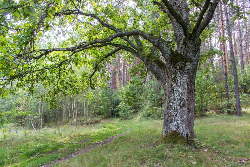 Old Oak in the Forest Covered with Moss Stock Photo - Image of tree ...