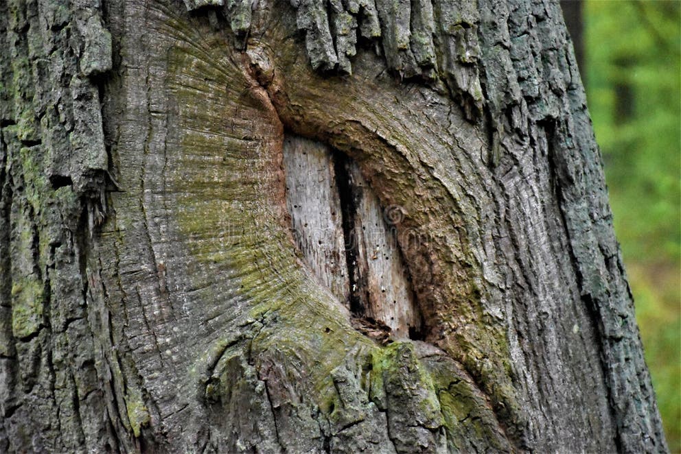 Missing branch in the tree stock image. Image of branches - 191503875