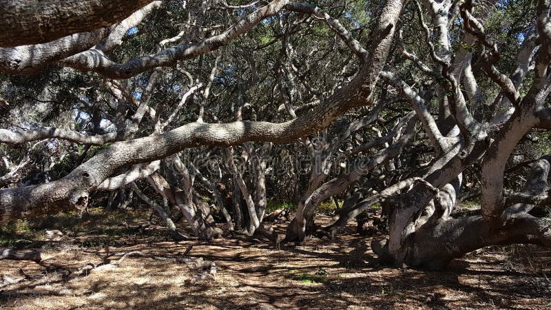 Old Oak Forest stock image. Image of environment, afternoon - 59315819