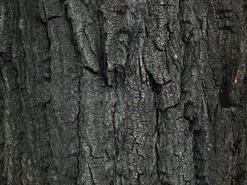 Old oak gray bark stock image. Image of textured, natural - 238953287